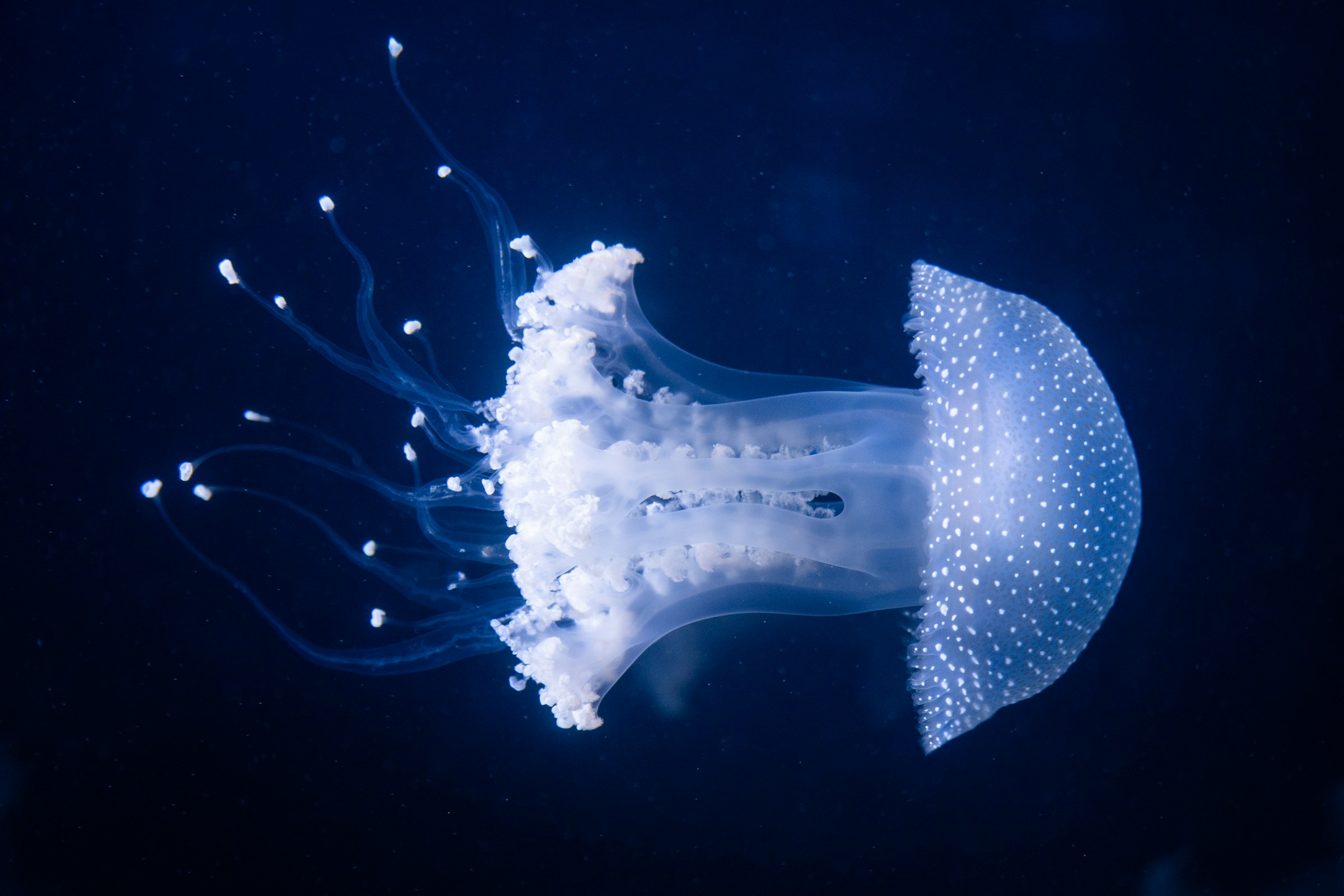 Ocean Creatures Few Have Ever Seen