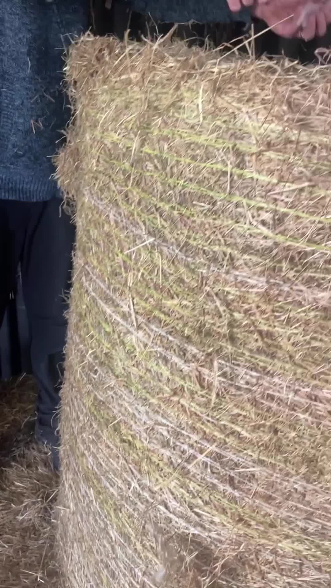 People find a nest of baby owls in their barn and build them a hay bale ...