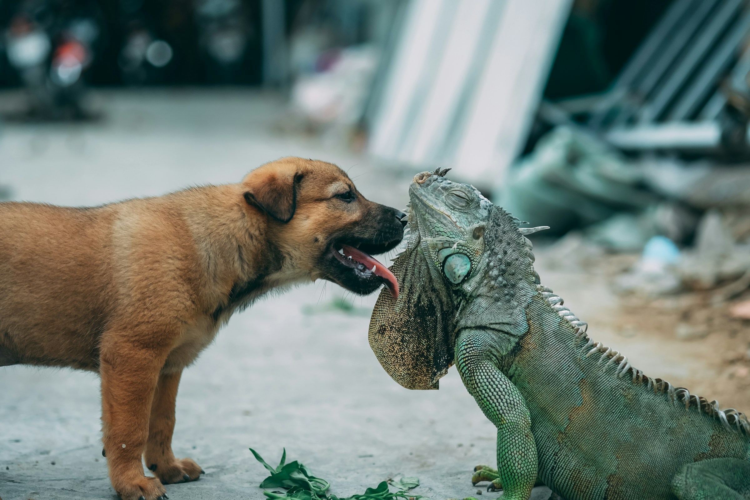 Animal Friendships Caught on Camera