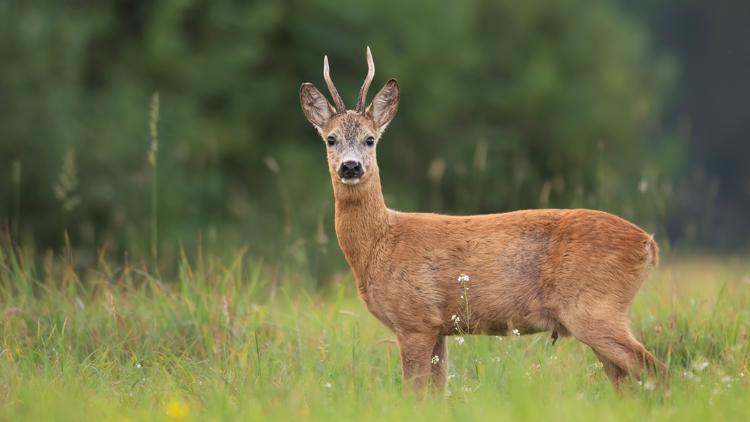 What to know about this year’s deer mating season