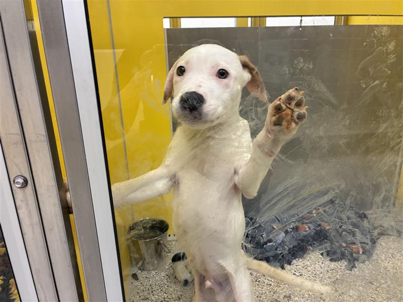 KC Pet Project urgently seeking adopters, fosters after taking in 135 ...