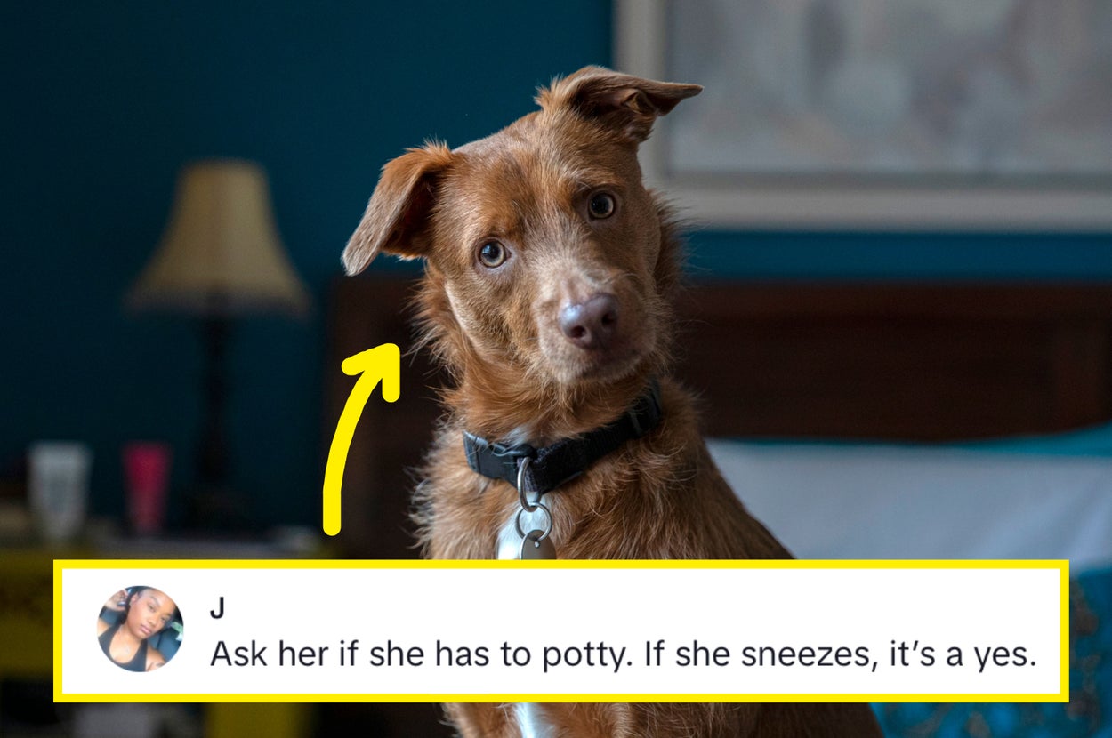 Pet Owners, What's The Wildest Thing You've Had To Write Down For A Pet ...