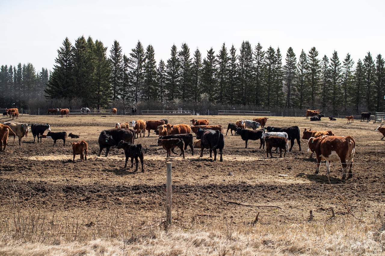 Canadian ranchers want U.K. trade deal terminated