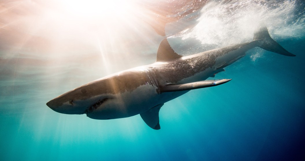 Father Of Four Killed By Shark Species Scientists Previously Believed ...