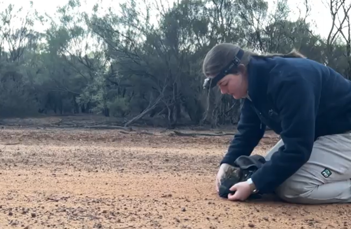 Endangered creature from Australian sanctuary welcomes grandkids. See ...