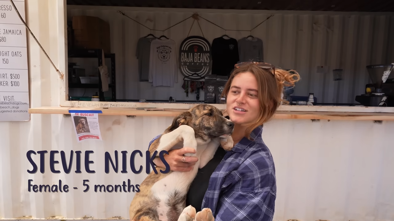 How one couple saved 200 dogs from the streets