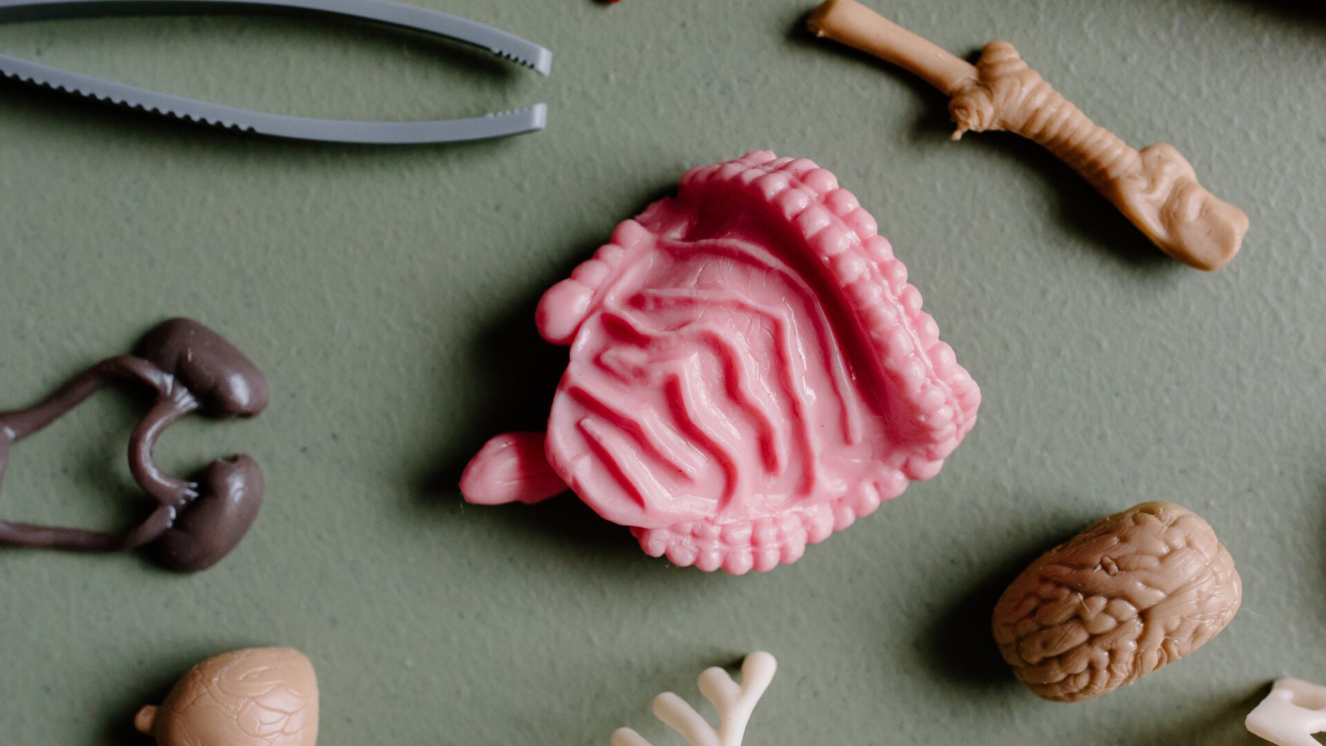 El eje intestino-cerebro: cómo la salud digestiva impacta tu bienestar ...