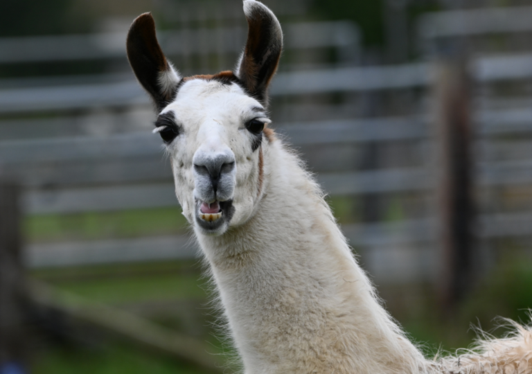 35 Funny Teams Backgrounds To Lighten the Mood for Your Next Meeting