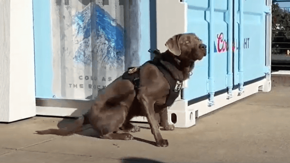 On and off duty: K-9 Thor, University of Oregon's bomb dog, enjoys life ...
