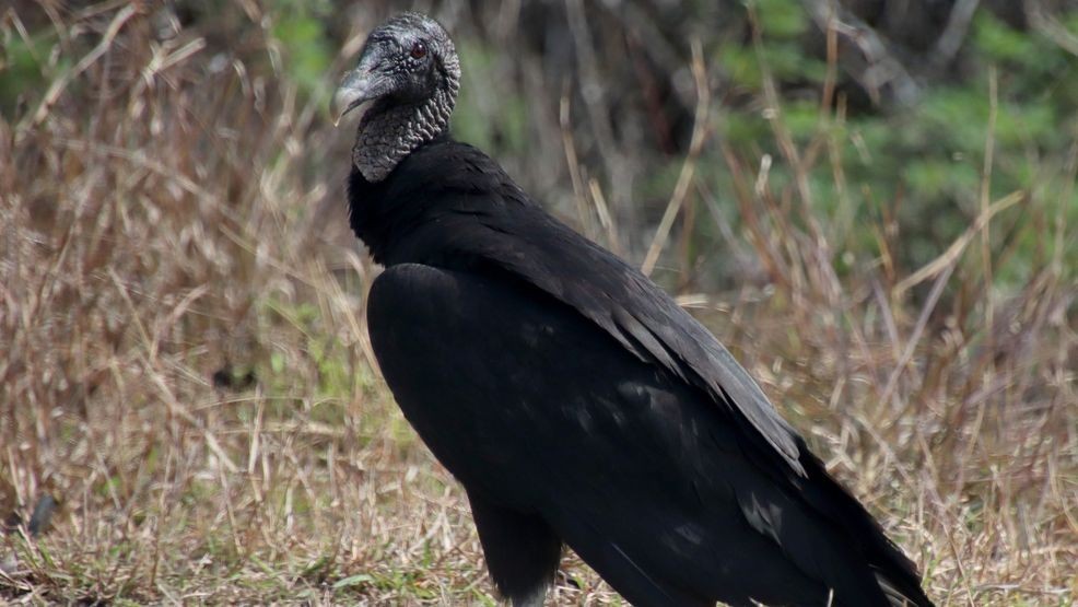 Wildlife experts urge caution as bird flu detected among black vultures ...