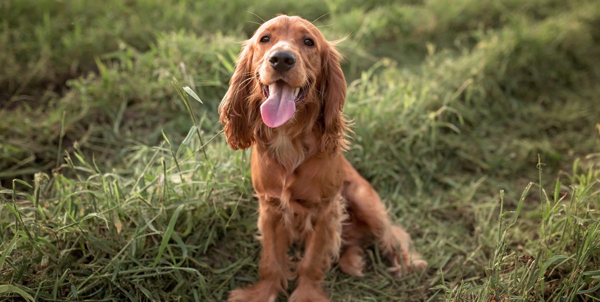 8 Dog Breeds with Long Ears and Why We Love Them