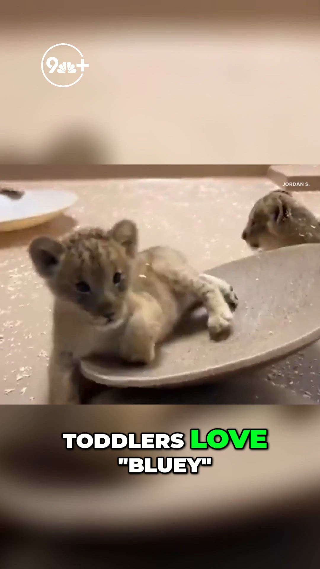 Denver Zoo's lion cubs love 'Bluey'