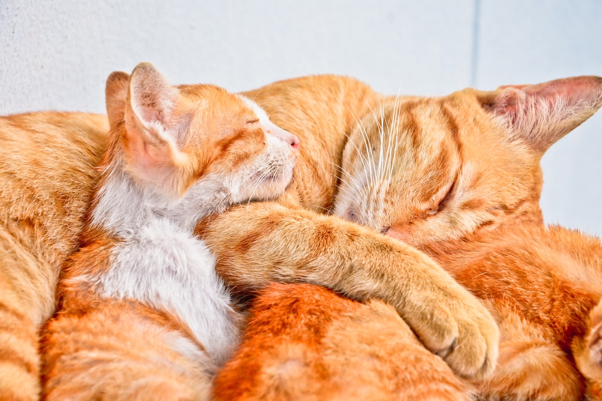 Orange Mama Cat Proudly Cuddling Her Babies Is So Sweet