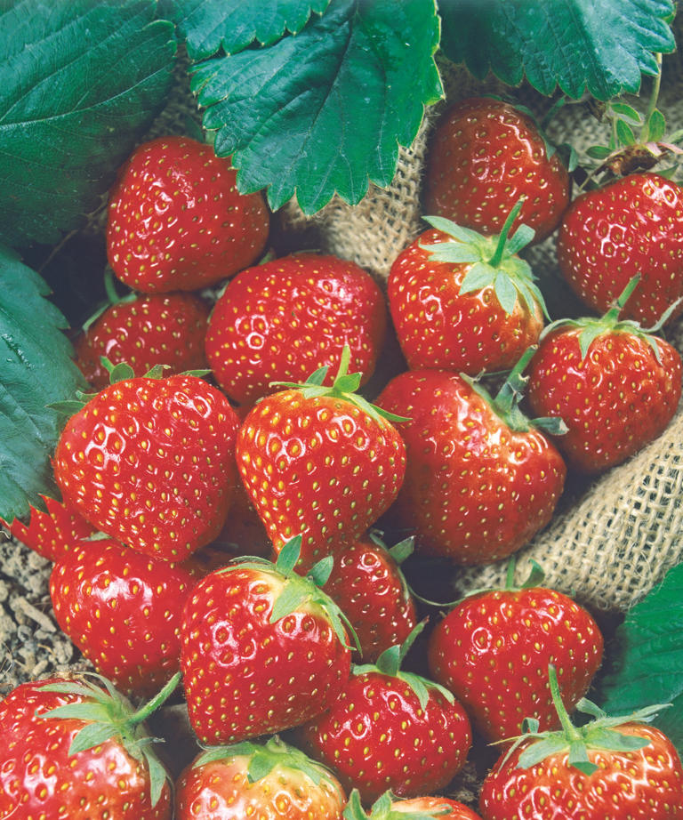 Tomato feed isn’t just for tomatoes – these plants will also benefit ...