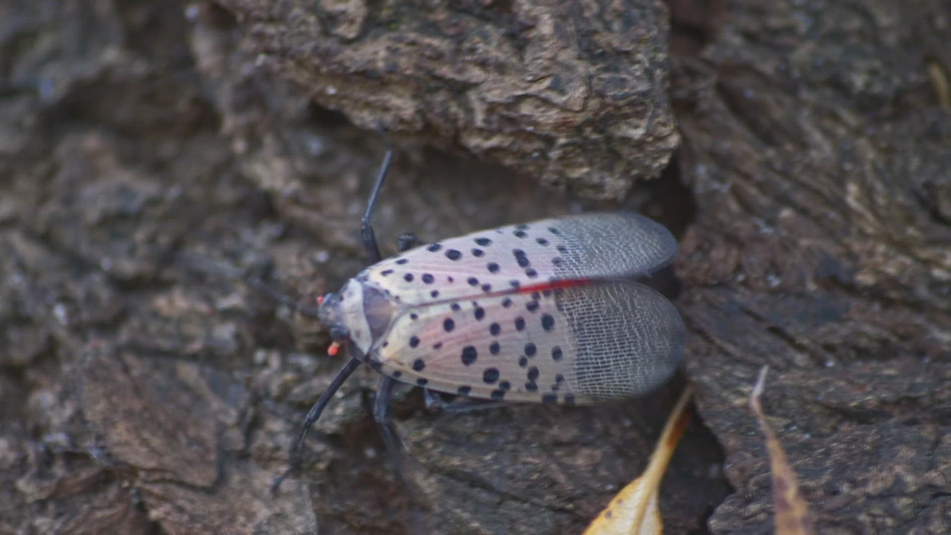 What happens to bugs when winter sets in?