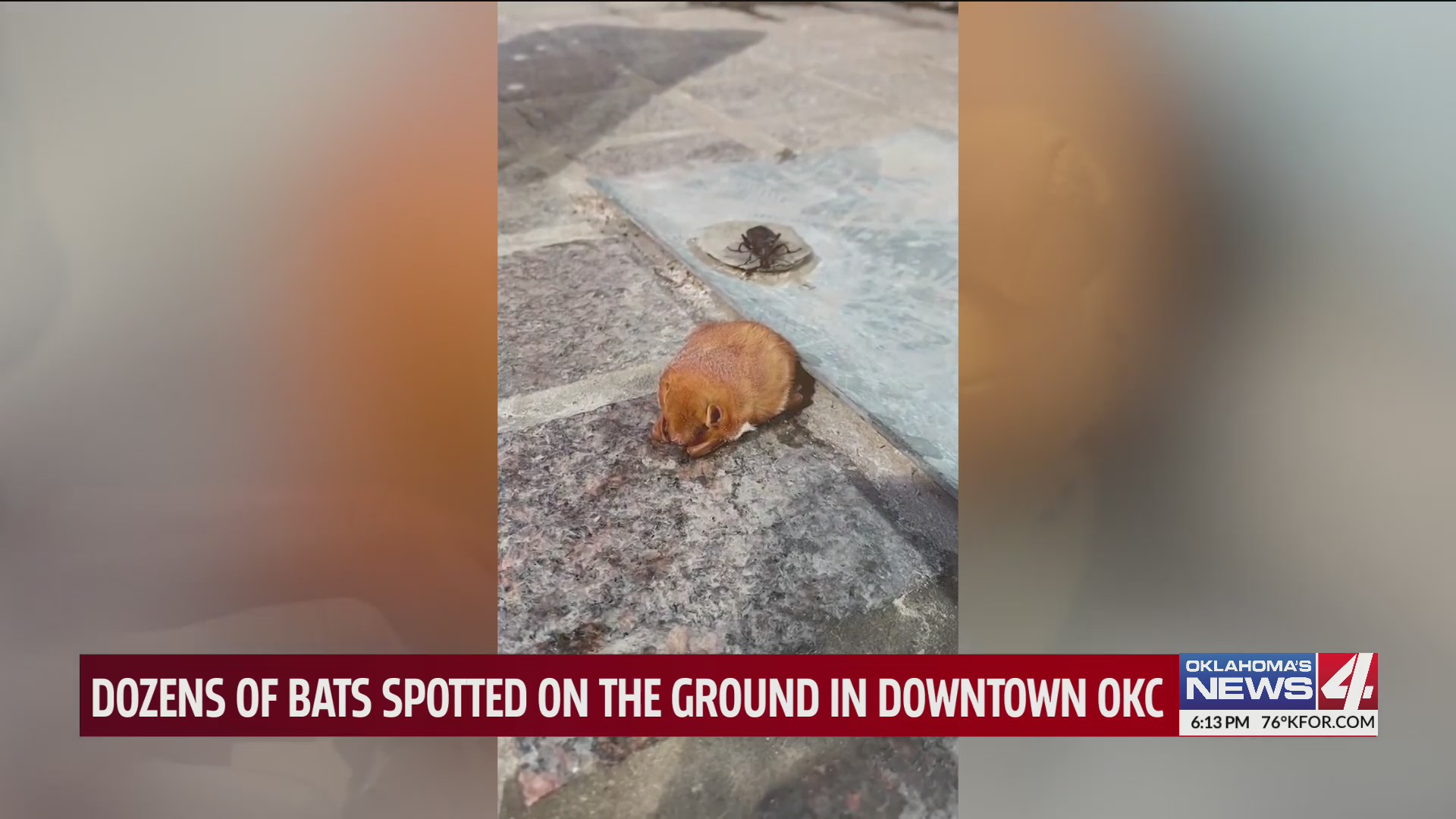 Dozens of bats spotted on the ground in downtown OKC