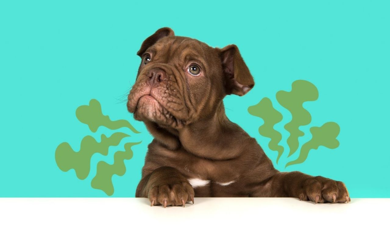 Cómo eliminar el mal olor en tu perro sin tener que bañarlo