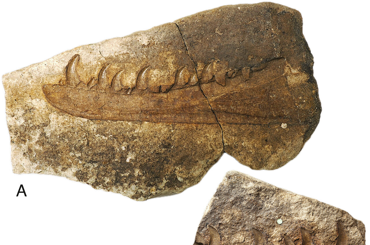 The new species of flesh-eating dinosaur that once roamed south Wales ...