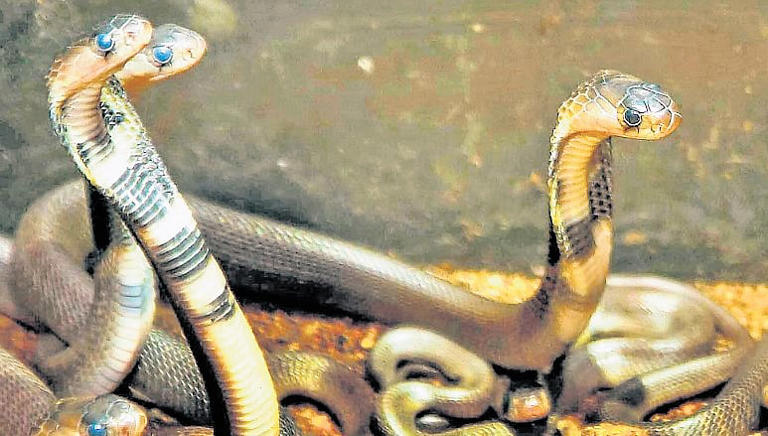 Snake bite claims 13 lives in 50 days in Uttarakhand amid climate ...