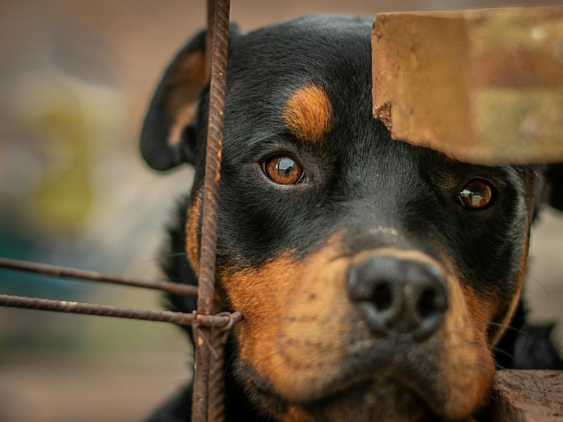 26 Dog Breeds That Stay Calm and Courageous Under Pressure