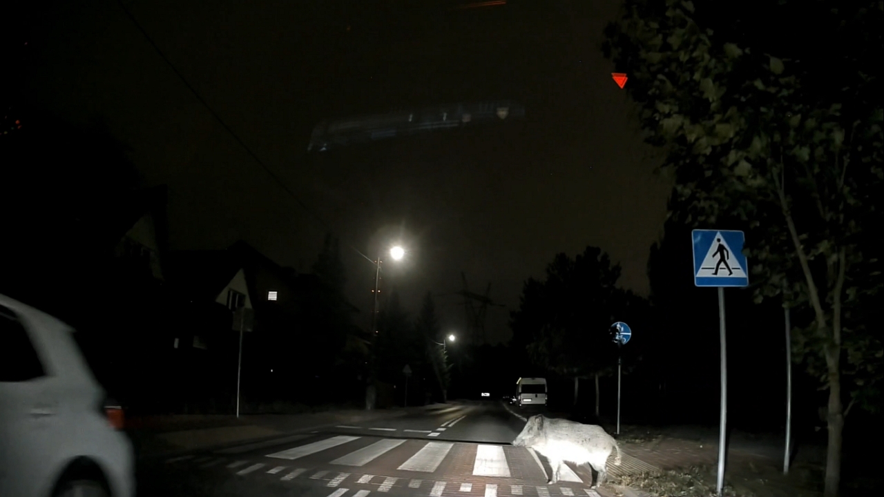 Wild boar hesitates to cross pedestrian lane in Warsaw, Poland