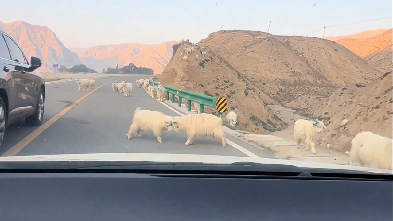 Goats block traffic as two Angora goats fight on a mountain road in ...