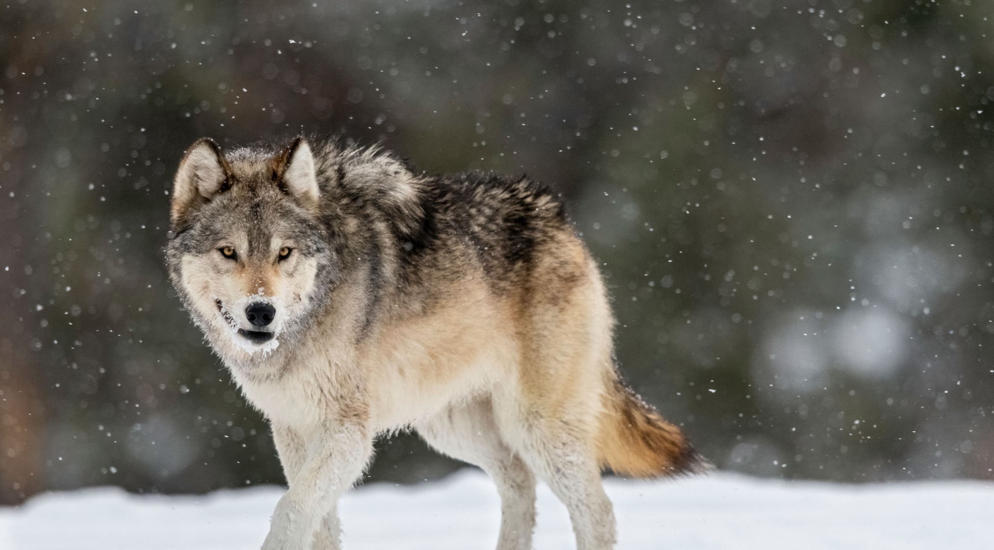 What Do Yellowstone’s Animals Do When People Aren’t Around To Bother Them?