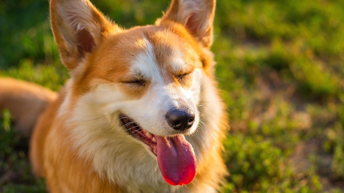 10 dog breeds so mischievous they could be like 2-year-olds