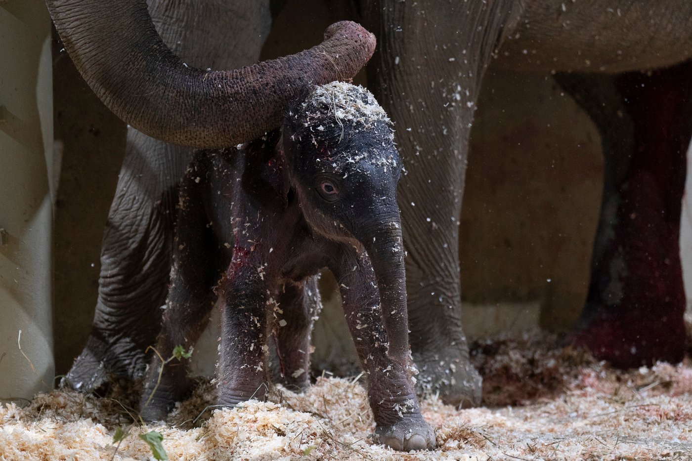 Columbus Zoo welcomes 2nd Asian elephant calf this year