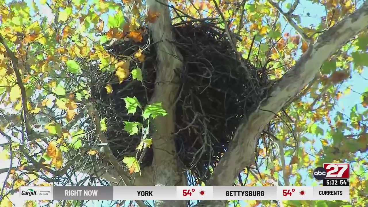 PennDOT will continue I-80 expansion project despite nearby eagle's nest