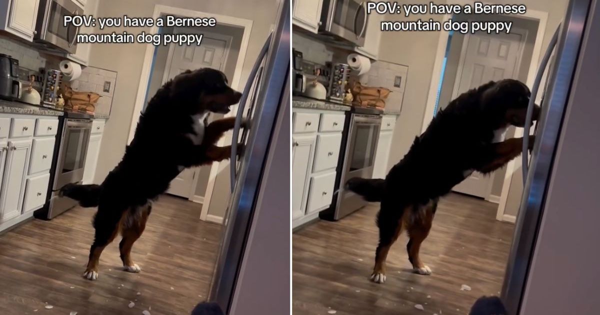 Video: Bernese Mountain Dog Knows How to Operate the Fridge for Ice Cubes