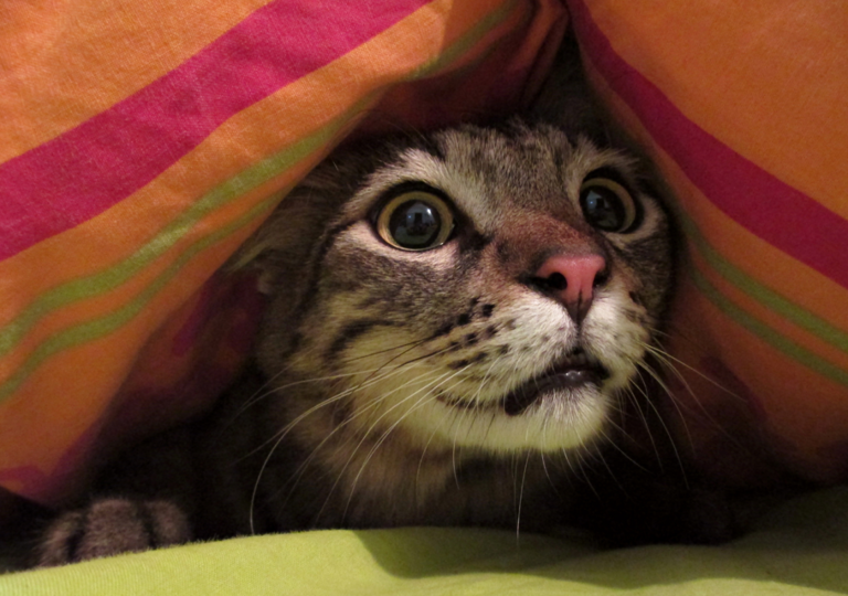 35 Funny Teams Backgrounds To Lighten the Mood for Your Next Meeting