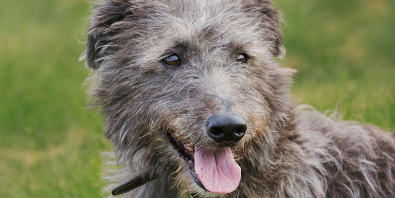 13 Oldest Dog Breeds Still Winning Hearts Today