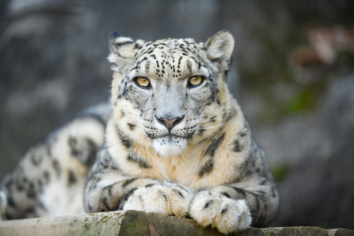 Snow Leopard Has the Cutest Love-Hate Relationship With Giant Pumpkin