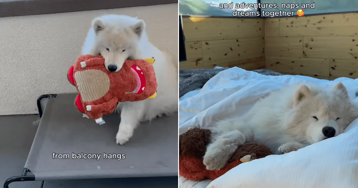 Video: Owner Captures Samoyed's Journey To Falling in Love With ...