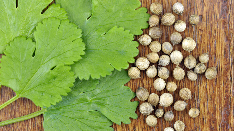 What Is Coriander, And What Does It Have To Do With Cilantro?