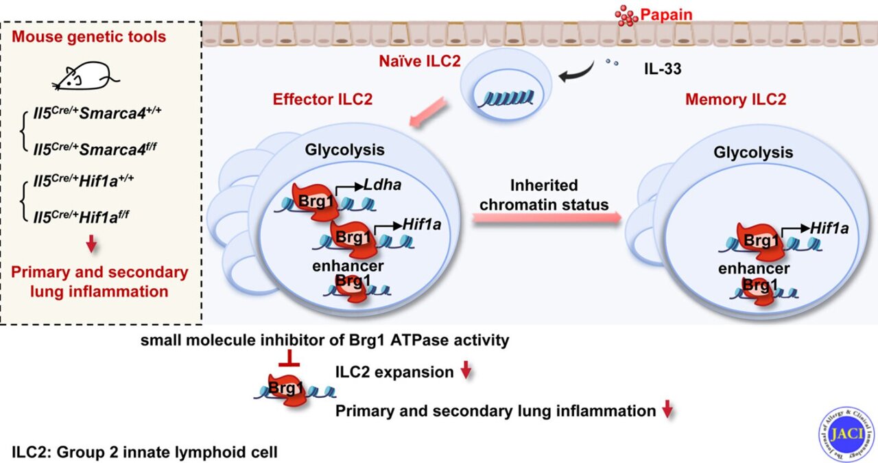Study reveals epigenetic mechanisms regulating ILC2 memory and asthma ...