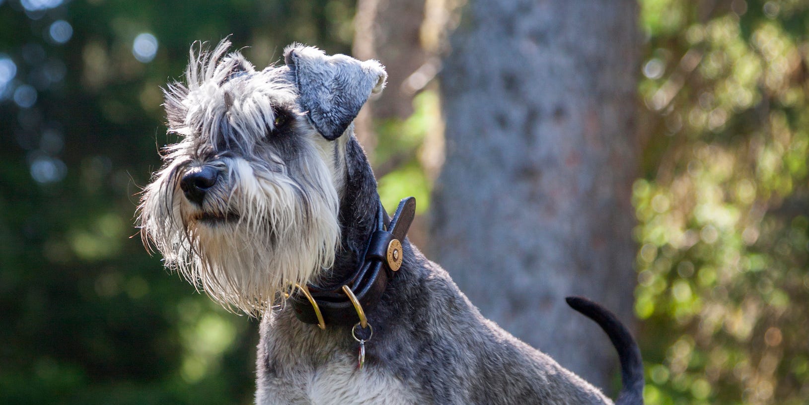 5 adorable dog breeds with Beards and Mustaches