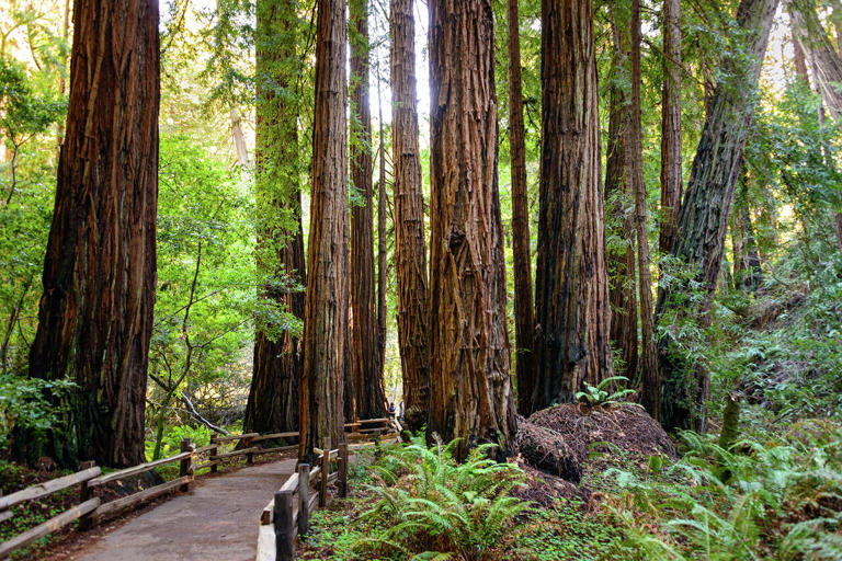 Muir Woods sign fight enters new chapter as Trump appeals ruling