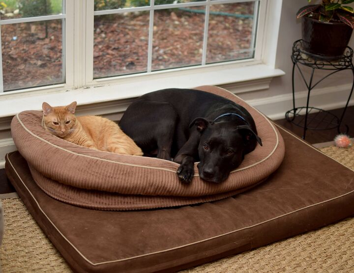 Benefits of Orthopedic Pet Beds
