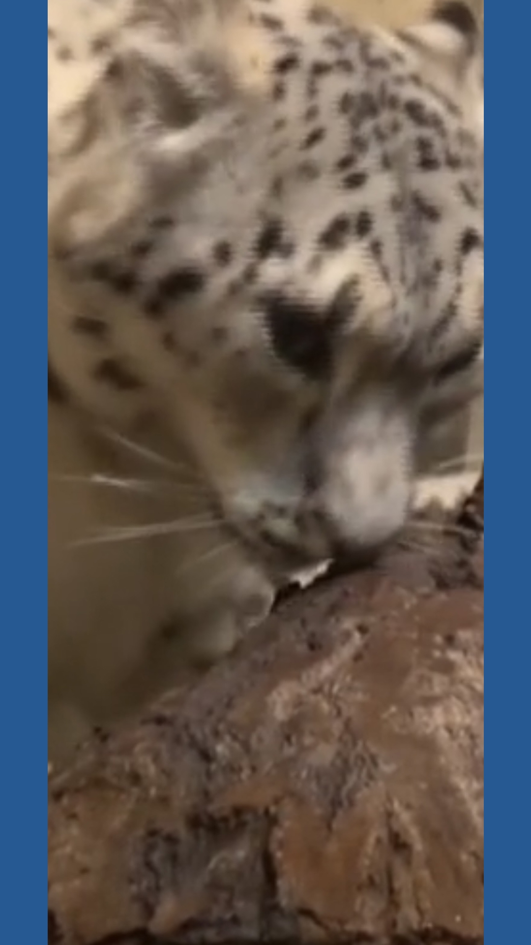 Happy International Snow Leopard Day!