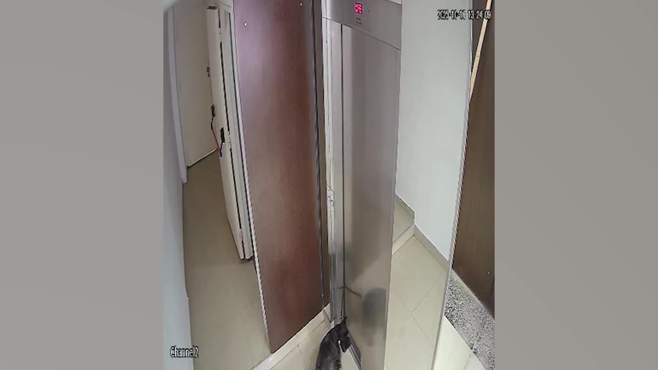 Hero neighbour saves dog hanging from lead in lift