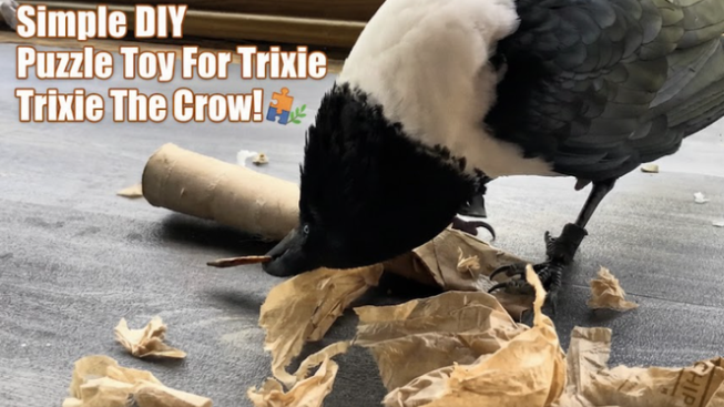 Making a Simple Puzzle Toy for Trixie the Crow – Watch Her Solve It!