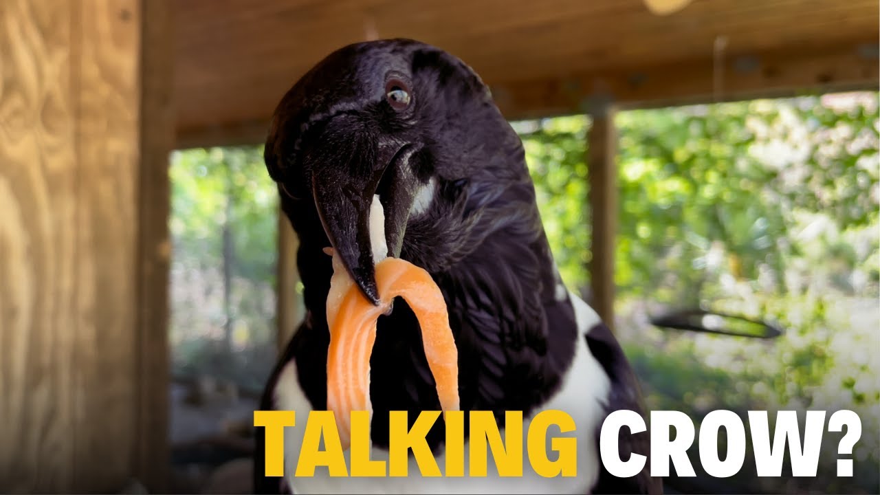 Listen to What Our Crow Has to Say – Adorable and Funny Moments!