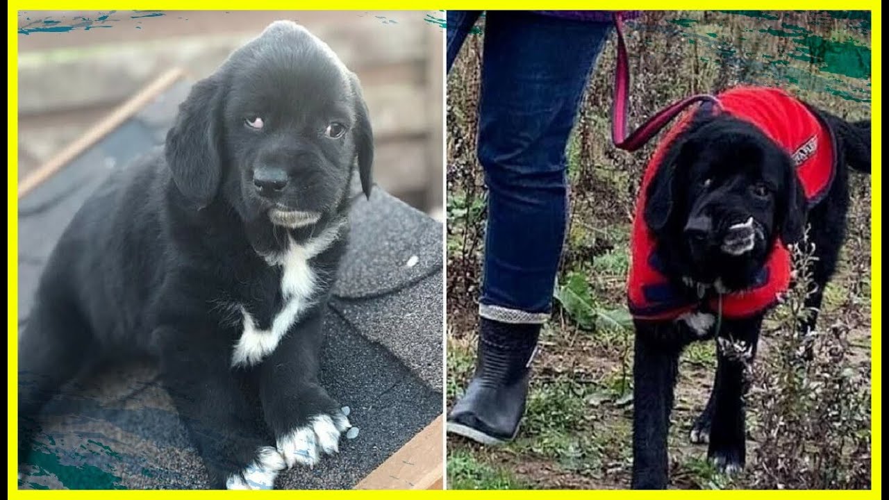 A Dog Born With A Disfigured Face Is Looking For A Forever Home
