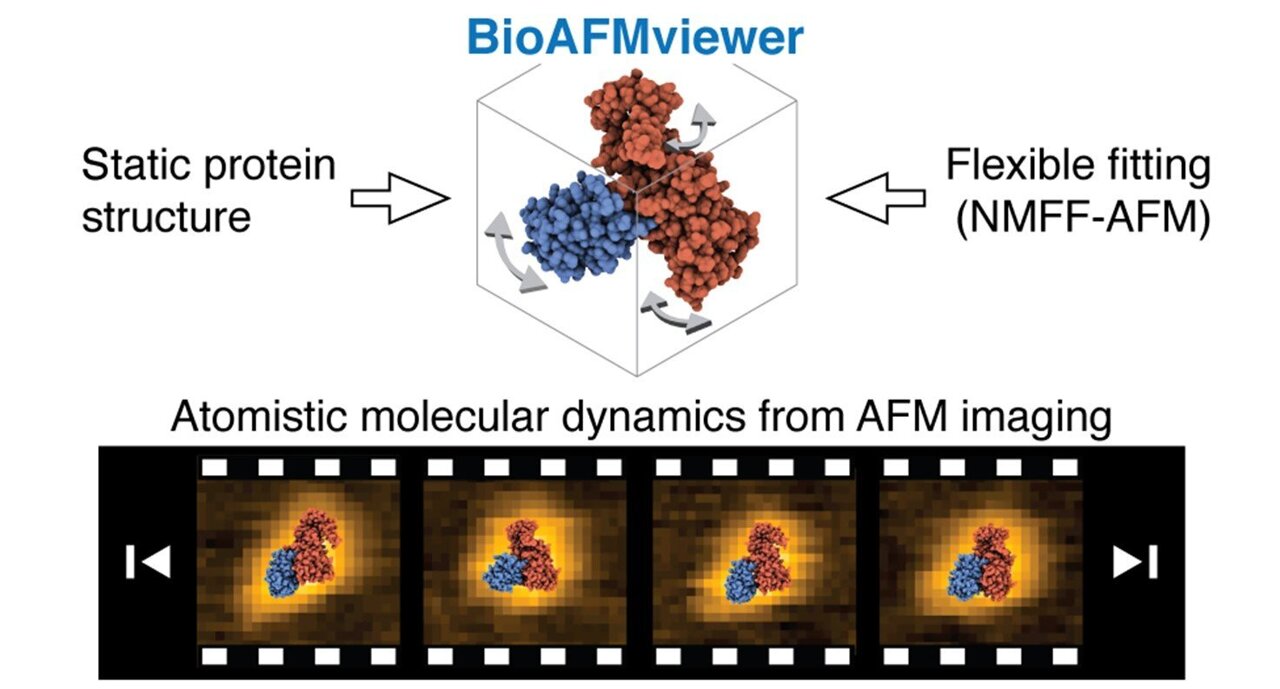 Flexible fitting method translates high-speed atomic force microscopy ...