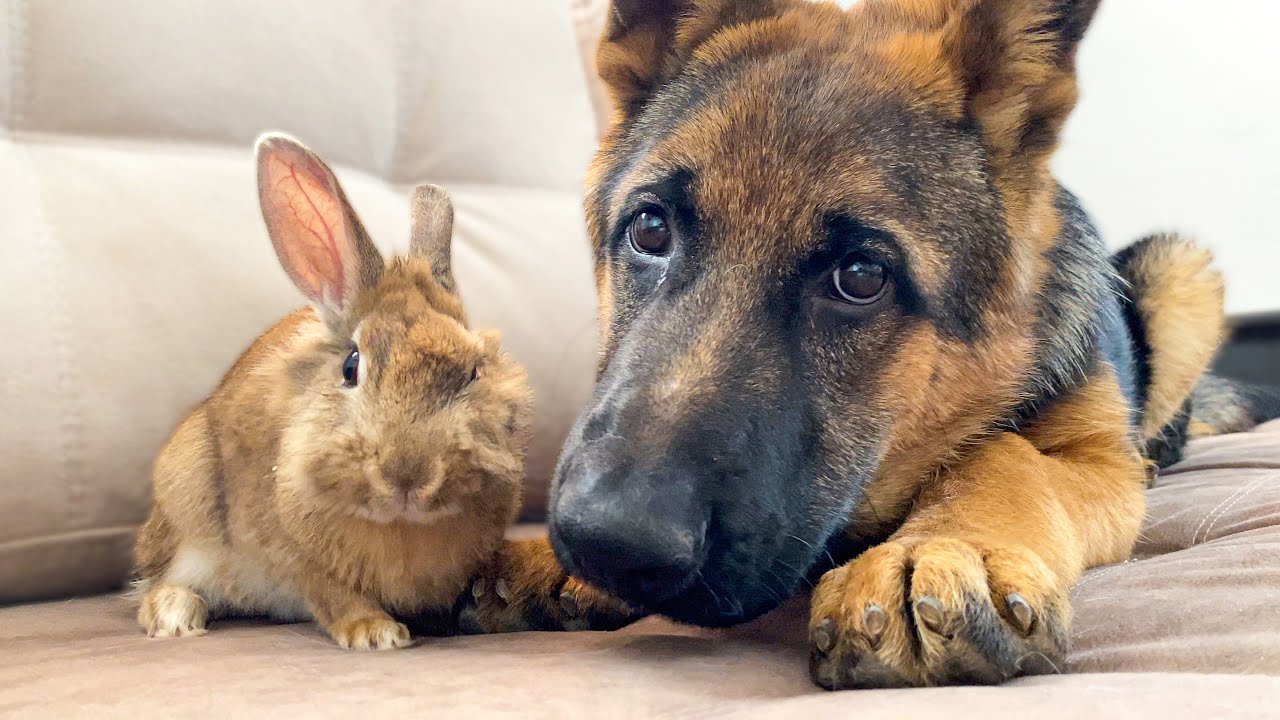 German Shepherd Puppy and Bunny Form a Sweet Friendship