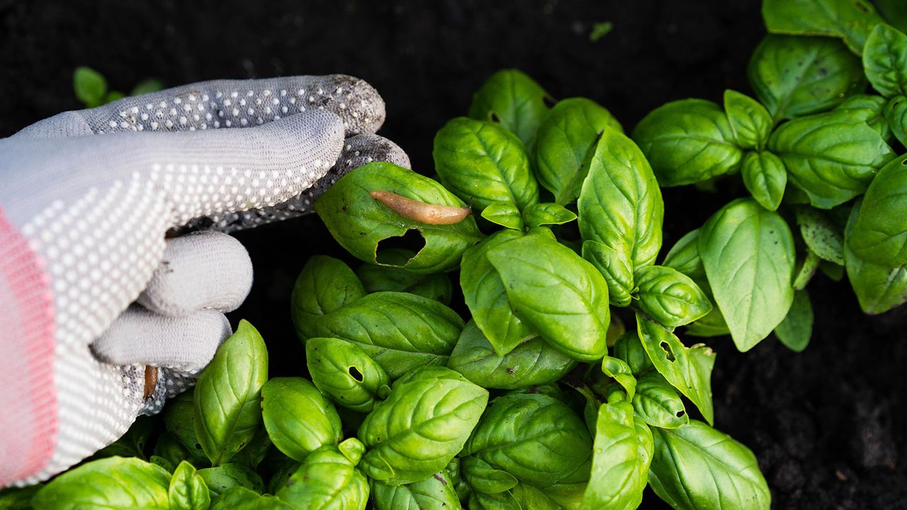 You only need these 5 items to banish slugs from your yard