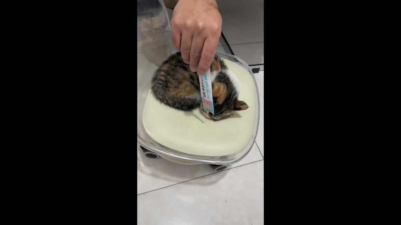 Sleeping cat wakes up instantly after smelling treat