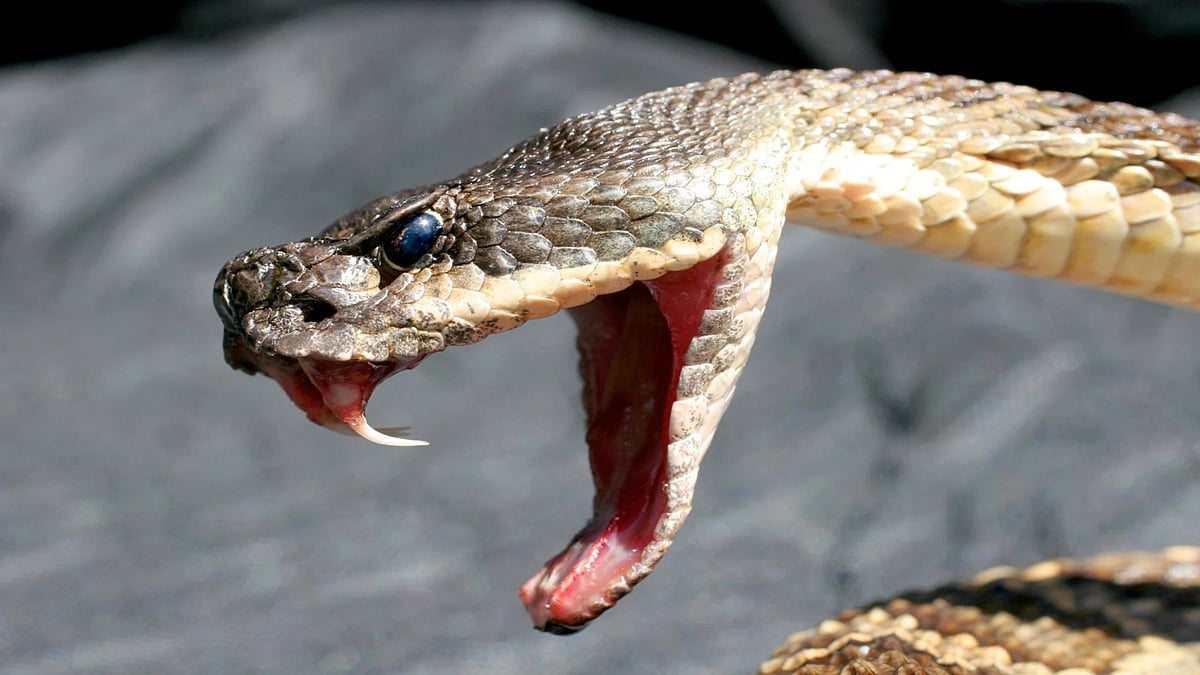 High-tech cameras capture secrets of venomous snake bites